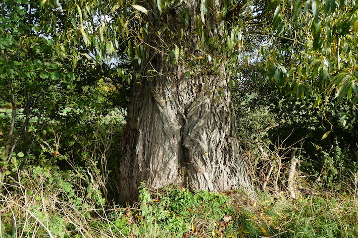 Aktuelles - Verein zur Pflege der Natur- und Landeskunde